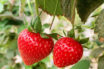 Strawberry Farms: The Hidden Edible Gems of Riyadh - Dq Living Magazine