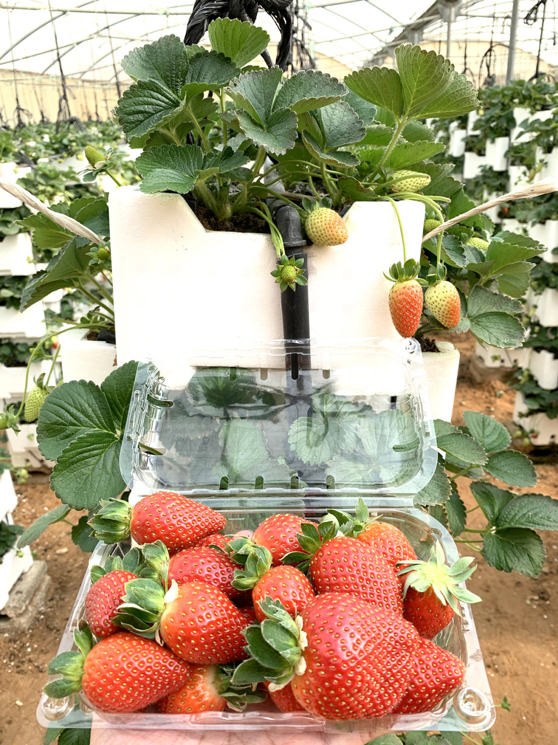 Strawberry Farms: The Hidden Edible Gems of Riyadh - Dq Living Magazine